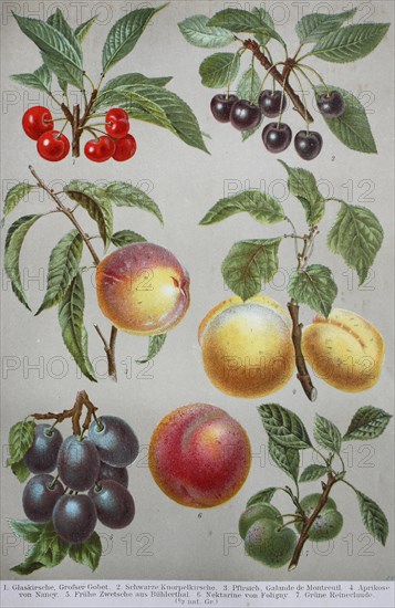 Historical image of various fruits - Photo12-imageBROKER-BAO