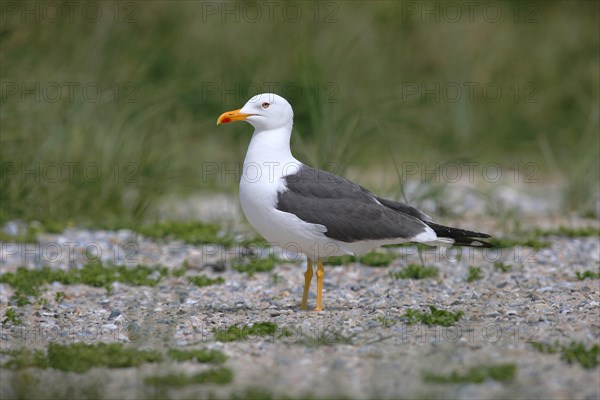 Lesser black-backed gull - Photo12-imageBROKER-Friedhelm Adam
