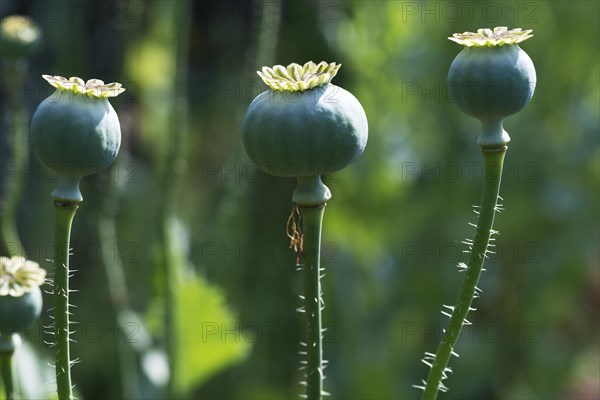 Seed vessels of opium poppy - Photo12-imageBROKER-Helmut Meyer zur Capellen