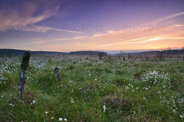 Sunrise in the moor - Photo12-imageBROKER-Andreas Vitting