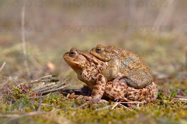 Common toads (Bufo bufo) in mating season - Photo12 - imageBROKER - Friedhelm Adam