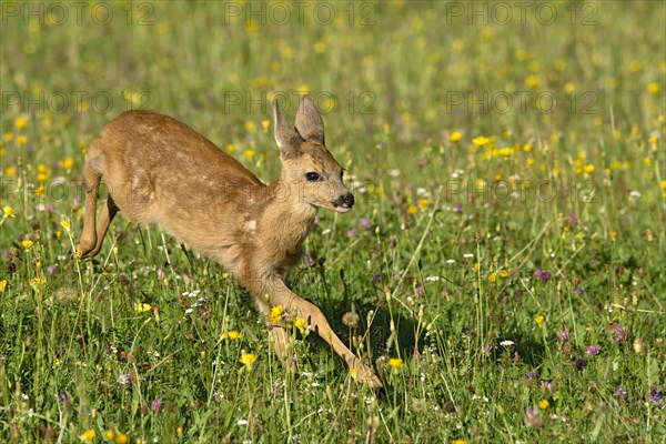 Tame Fawn running across the flower meadows - Photo12-imageBROKER ...