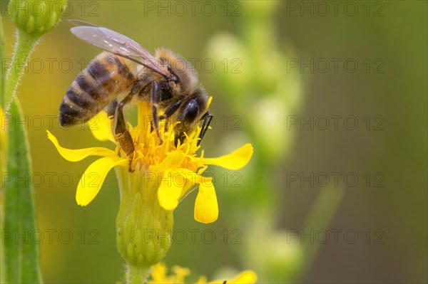 European Honey Bee - Photo12-imageBROKER-Saverio Gatto