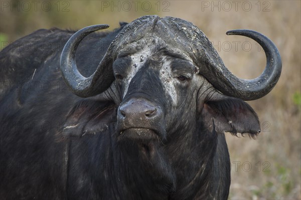 African Buffalo or Cape Buffalo (Syncerus caffer) - Photo12-imageBROKER ...