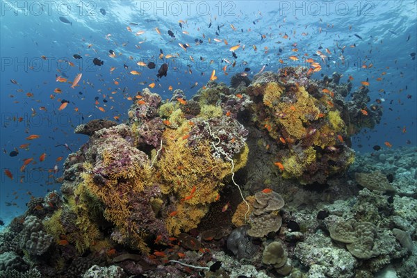 Coral block from various soft corals and hard corals - Photo12 ...
