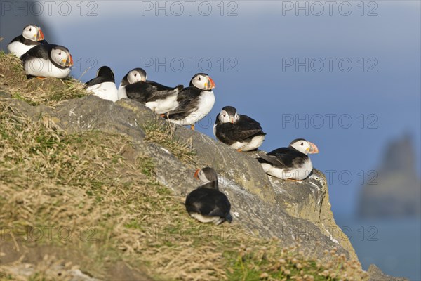 Atlantic Puffins (Fratercula arctica) - Photo12-imageBROKER-Christian Handl