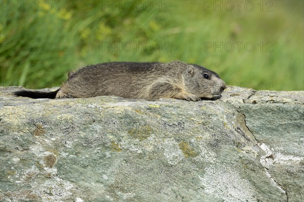 Young Alpine Marmot (Marmota marmota) basking on a rock slab - Photo12 ...