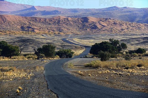Road through the Sossusvlei salt pan - Photo12-imageBROKER-Ingo Schulz