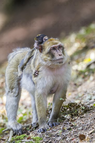 Barbary Macaque (Macaca sylvanus) adult female with young - Photo12 ...