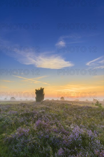 Heath landscape - Photo12-imageBROKER-Karsten Jeltsch