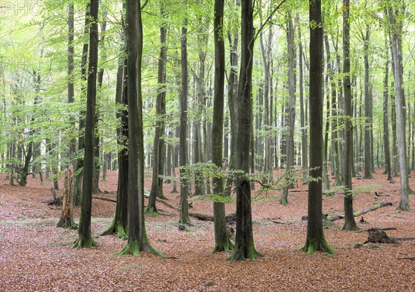 Beech forest - Photo12-imageBROKER-Michael Nitzschke