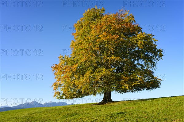 Common beech - Photo12-imageBROKER-Lilly