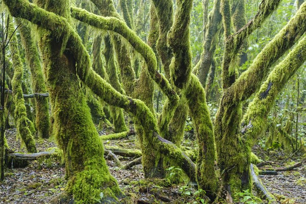 Moss-covered trees in cloud forest - Photo12-imageBROKER-Martin Siepmann