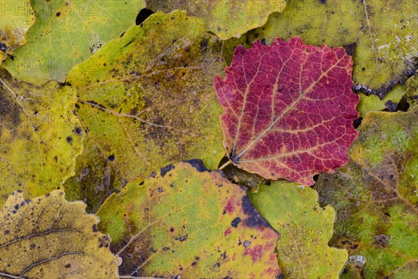 Red colored leaf of one (Populus tremula) in autumn - Photo12 ...