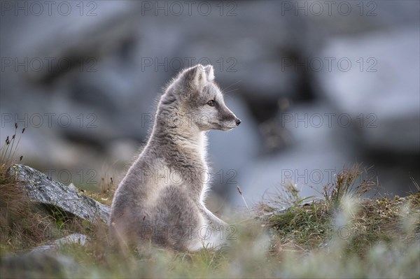 Young arctic fox - Photo12-imageBROKER-Robert Haasmann