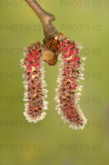 Common aspen - Photo12-imageBROKER-Friedhelm Adam