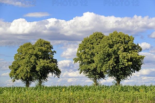 Linden trees trees - Photo12-imageBROKER-Frederik