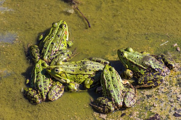 Green frog - Photo12-imageBROKER-B. Doehler