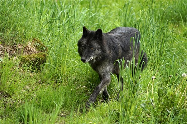 Timberwolf - Photo12-imageBROKER-Ronald Wittek