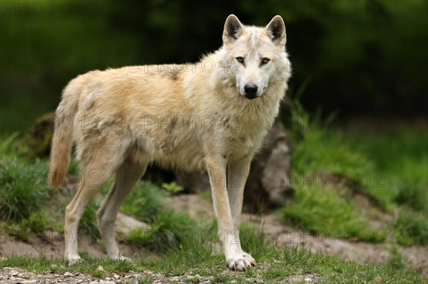 Timberwolf - Photo12-imageBROKER-Ronald Wittek