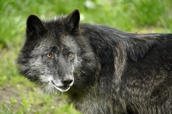 Timberwolf - Photo12-imageBROKER-Ronald Wittek