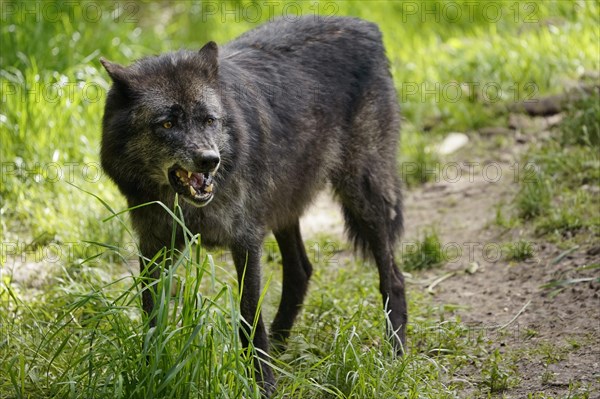 Timberwolf - Photo12-imageBROKER-Ronald Wittek