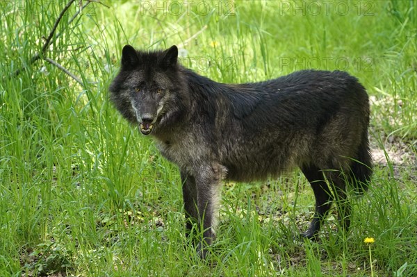 Timberwolf - Photo12-imageBROKER-Ronald Wittek