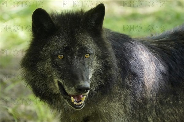 Timberwolf - Photo12-imageBROKER-Ronald Wittek