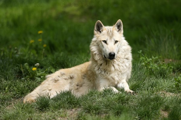 Timberwolf - Photo12-imageBROKER-Ronald Wittek
