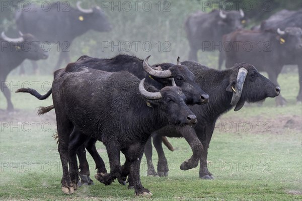 Herd of Water buffalo (Bubalus bubalis) - Photo12-imageBROKER-Sonja Jordan