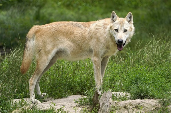 Timberwolf - Photo12-imageBROKER-Ronald Wittek