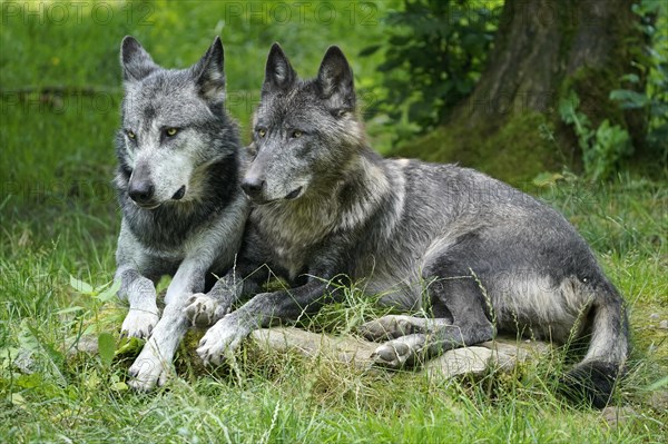 Timberwolf - Photo12-imageBROKER-Ronald Wittek