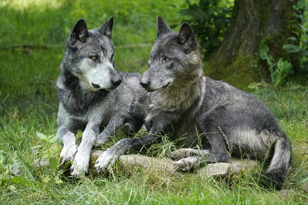 Timberwolf - Photo12-imageBROKER-Ronald Wittek