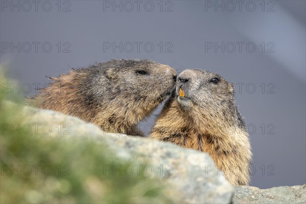 Two alpine marmots (Marmota marmota) - Photo12-imageBROKER-Robert Haasmann