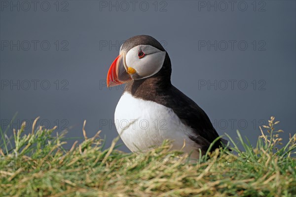 Puffin in front of sky - Photo12-imageBROKER-Reinhard Pantke