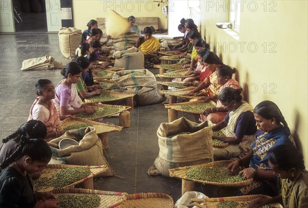Women winnowing and cleaning the cardamom at Bodinayakanur - Photo12 ...