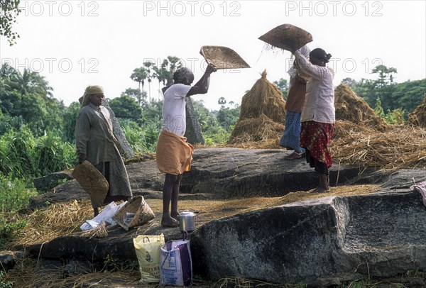 Winnowing Rice Paddy in Kerala - Photo12-imageBROKER-Muthuraman V