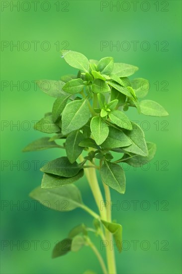Small-leaved basil (Ocimum basilicum picolino) - Photo12-imageBROKER ...