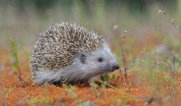 European hedgehog - Photo12-imageBROKER-A. Trunk