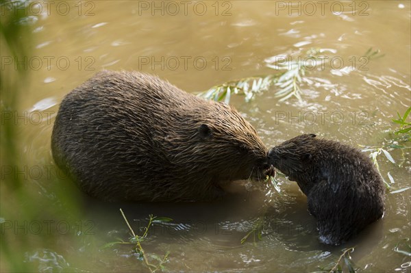 European beaver - Photo12-imageBROKER-C. Kutschenreiter