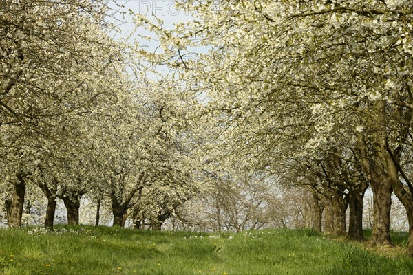 Kirschbaum - Photo12-imageBROKER-R. Wittek