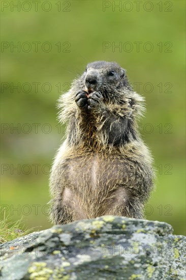 Alpine Marmot - Photo12-imageBROKER-R. Wittek