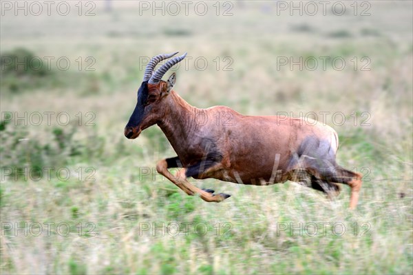 Topi running - Photo12-imageBROKER-E. Baccega