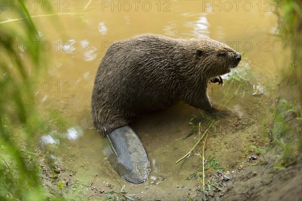 European beaver - Photo12-imageBROKER-C. Kutschenreiter