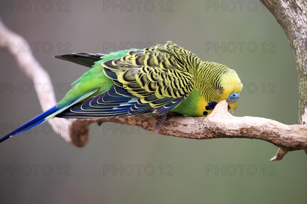 Shell parakeet - Photo12-imageBROKER-R. Wittek