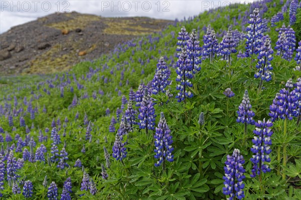 Mountain lupines - Photo12-imageBROKER-J. Moebes