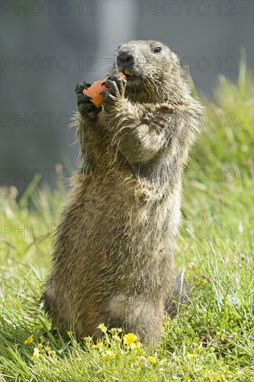 Alpine Marmot - Photo12-imageBROKER-R. Wittek