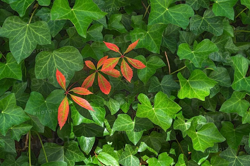 Common ivy - Photo12-imageBROKER-Manfred Bail