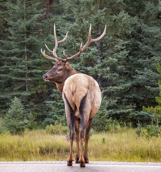 American elk - Photo12-imageBROKER-Mara Brandl