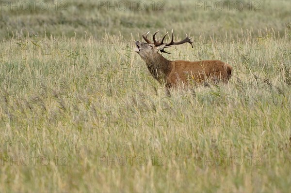 Red deer - Photo12-imageBROKER-Ronald Wittek
